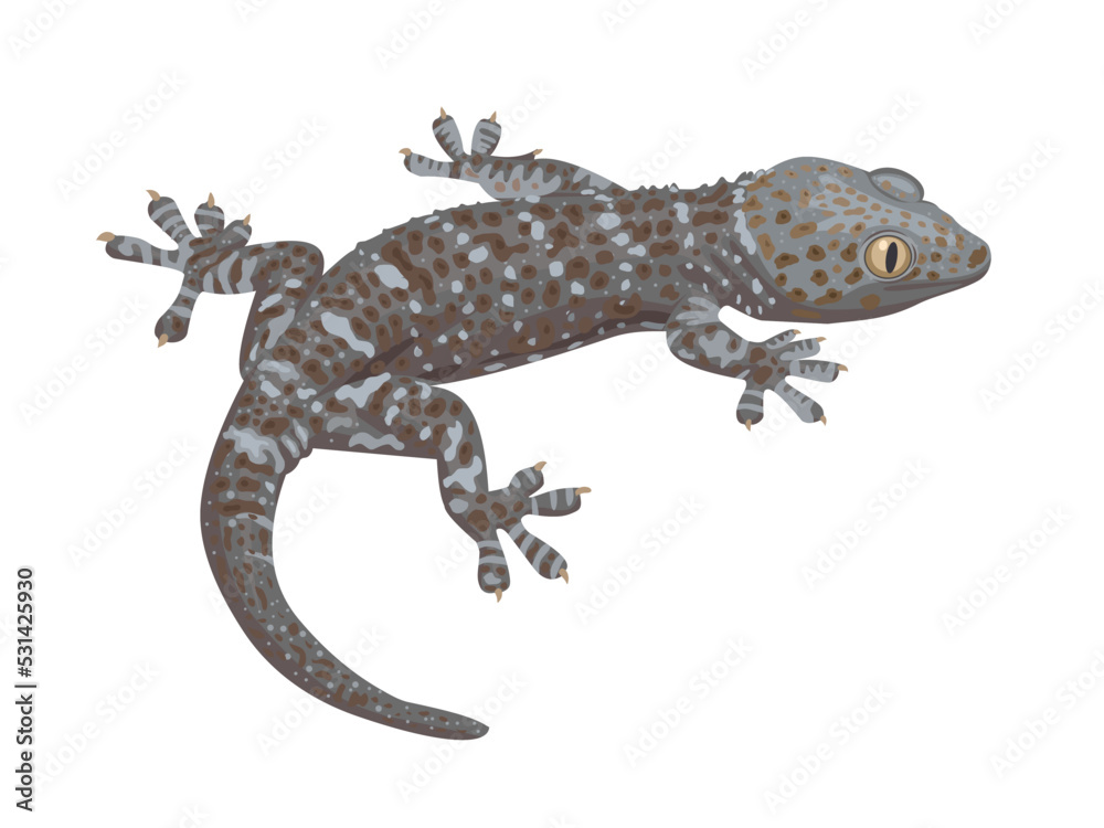 Vector illustration, a gecko isolated on a white background. Stock ...