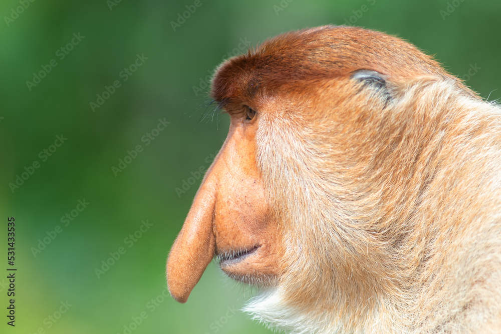 The proboscis monkey (Nasalis larvatus) or long-nosed monkey is a ...