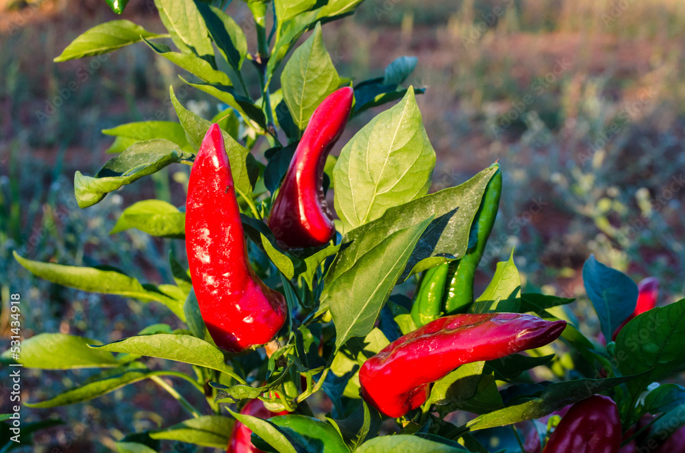 Dettaglio di una pianta di peperoncini con i frutti rossi e maturi ...