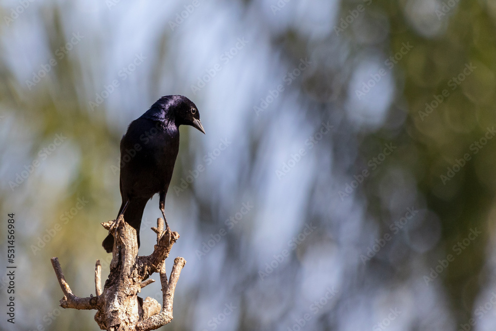Fotka „The Shiny Cowbird also Know as Chupim or Mirlo. All the beauty ...