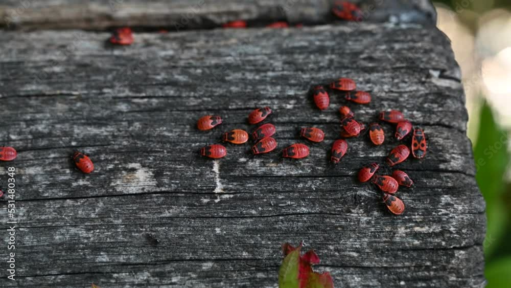 Beetles on a log. A lot of Pyrrhocoris apterus sits on a tree. The ...