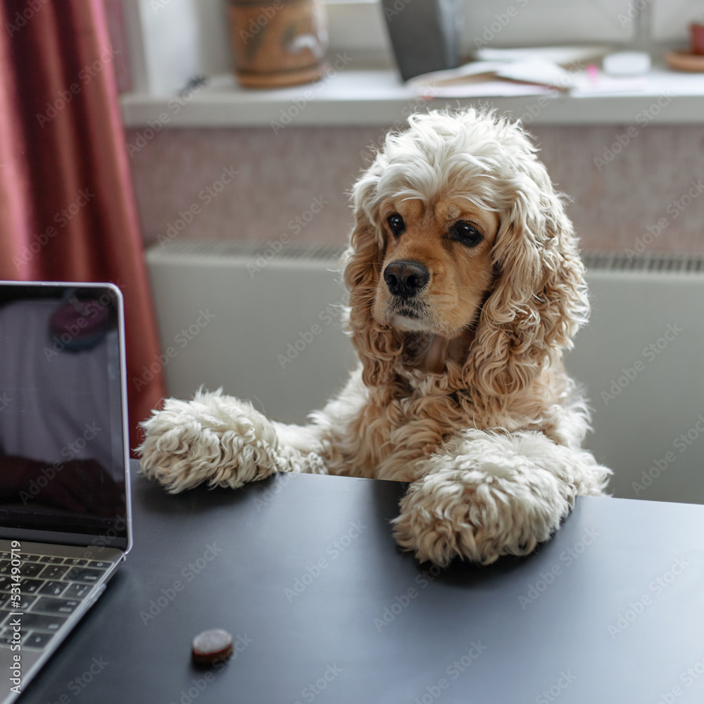 cocker spaniel dog stands with front paws on the desk, selective focus ...