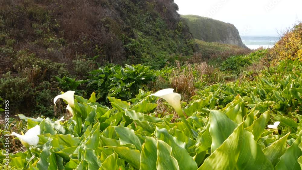 Calla lily valley, creek canyon on Garrapata beach, Big Sur landscape ...