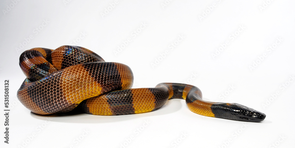 Bismarck ringed python // Bismarck-Ringpython (Bothrochilus boa) Stock ...