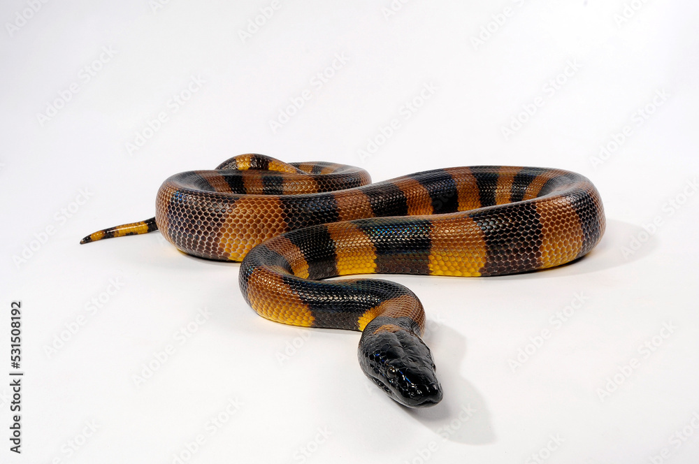 Bismarck ringed python // Bismarck-Ringpython (Bothrochilus boa) Stock ...