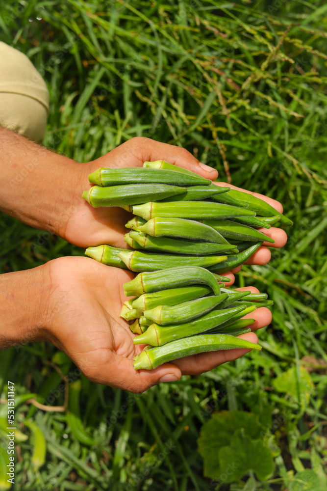 Lady Finger Vegetable Plant