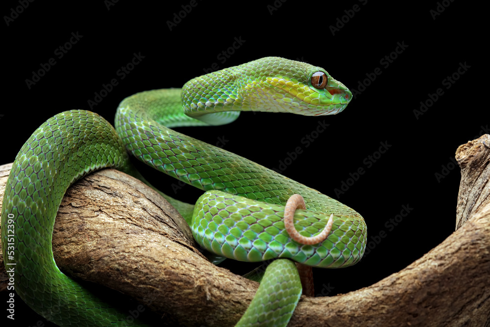 poisonous green snake above the branch, green viper snake on a black ...