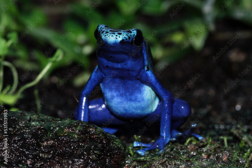 Blue poison dart frog front view, Dendrobates tinctorius azureus Stock ...