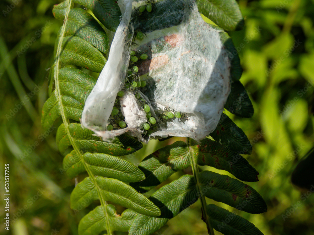 Macro shot of a group of many tiny spiderlings of the Green huntsman ...