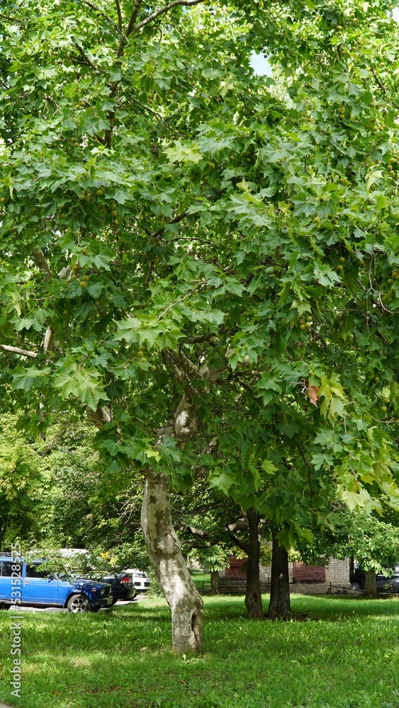Platanus occidentalis. Branches of a sycamore tree. Platan Hispanica ...