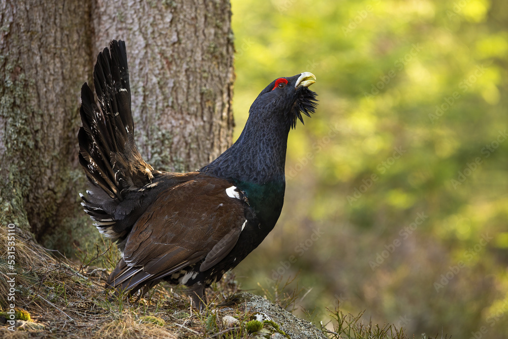 Excited western capercaillie, tetrao urogallus, lekking on a ground ...