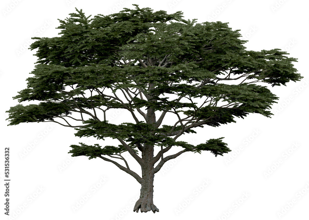 3d rendering of Cedrus Libani PNG vegetation tree for compositing or ...