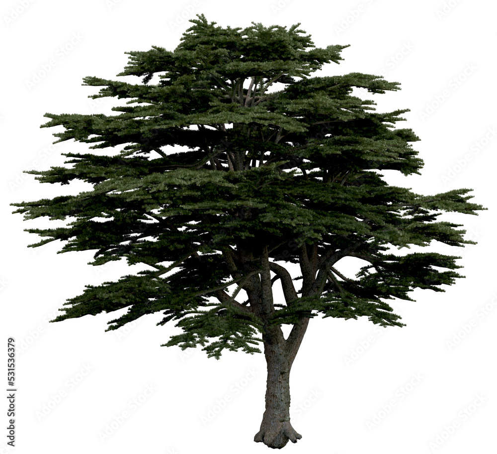 3d rendering of Cedrus Libani PNG vegetation tree for compositing or ...