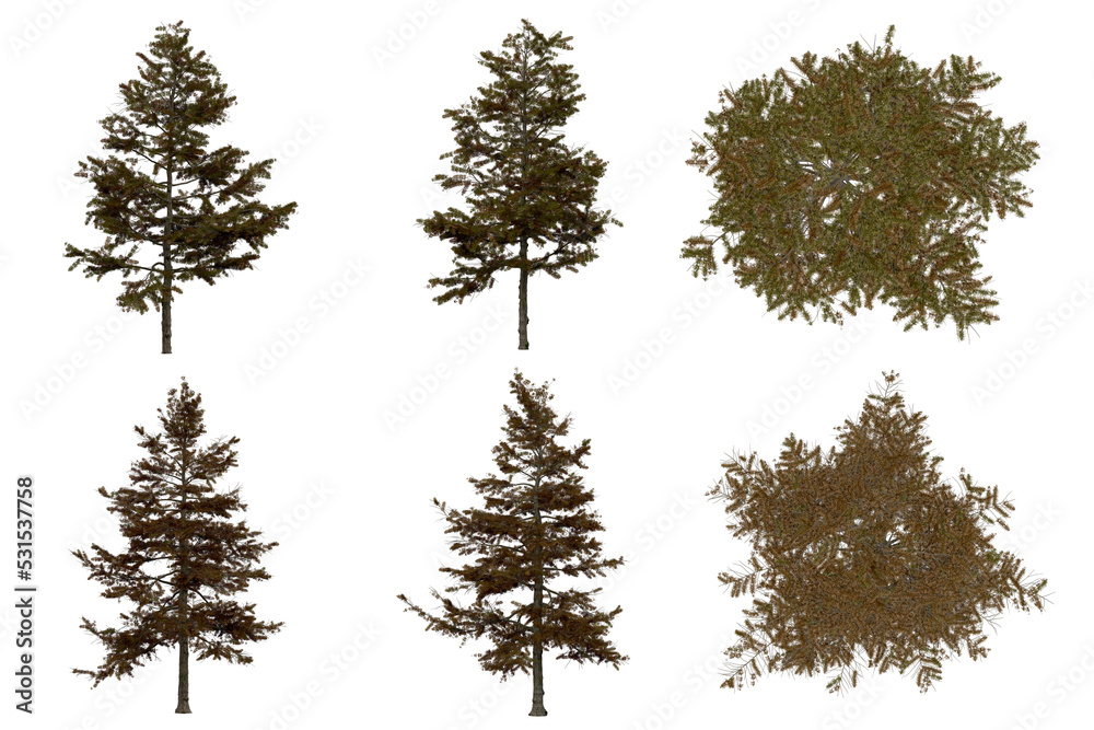 3d rendering of Larix Decidua PNG vegetation tree for compositing or ...