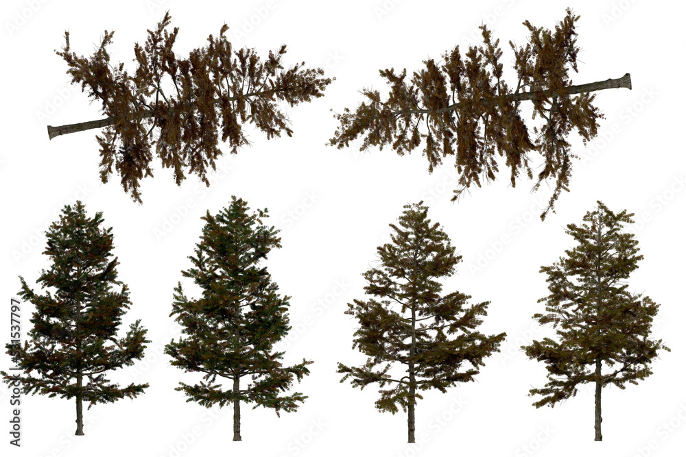 3d rendering of Larix Decidua PNG vegetation tree for compositing or ...