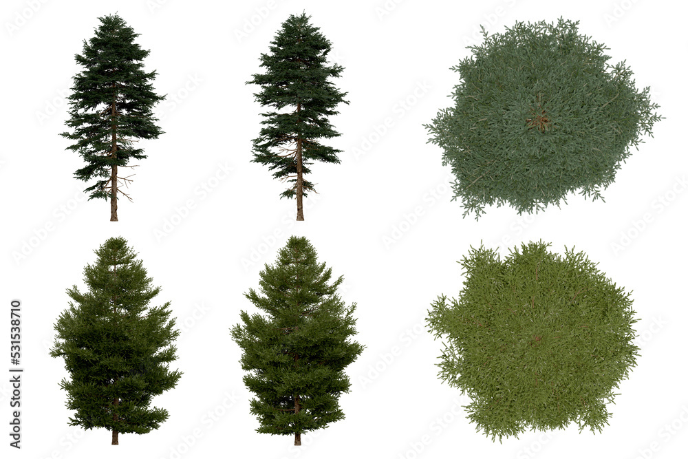 3d rendering of Picea Rubens PNG vegetation tree for compositing or ...