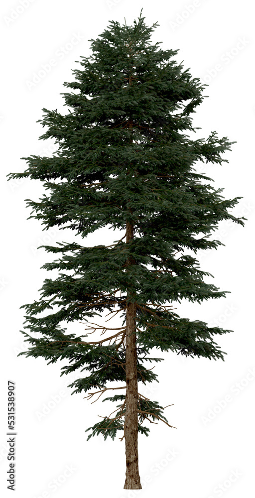 3d rendering of Picea Rubens PNG vegetation tree for compositing or ...