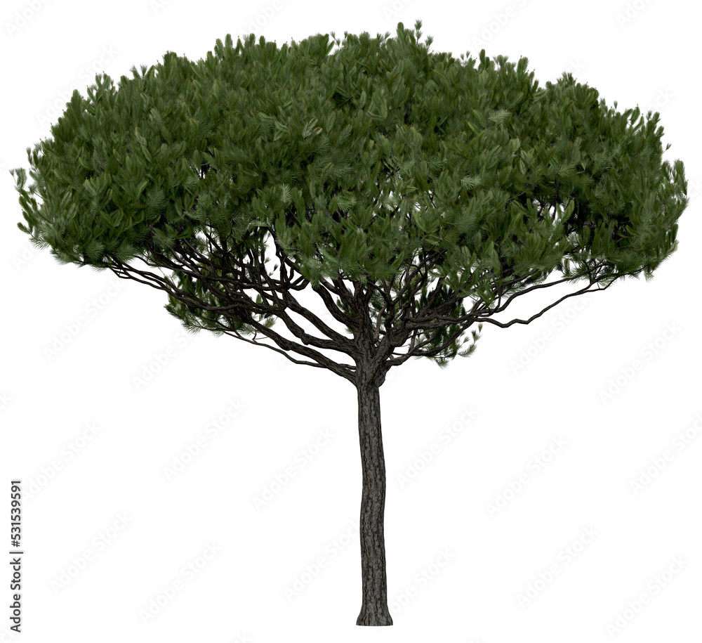 3d rendering of Pinus Picea PNG vegetation tree for compositing or ...