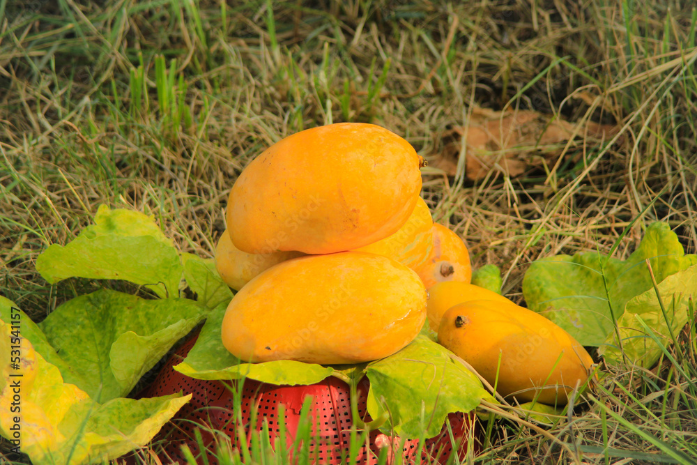 Capture of fresh riped mangoes isolated on leaves. Fresh harvested ...