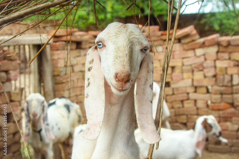Pakistani Goat Breeds