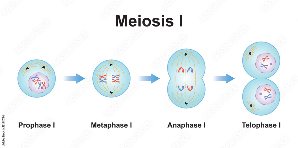 Phases of Meiosis - EDUQODE