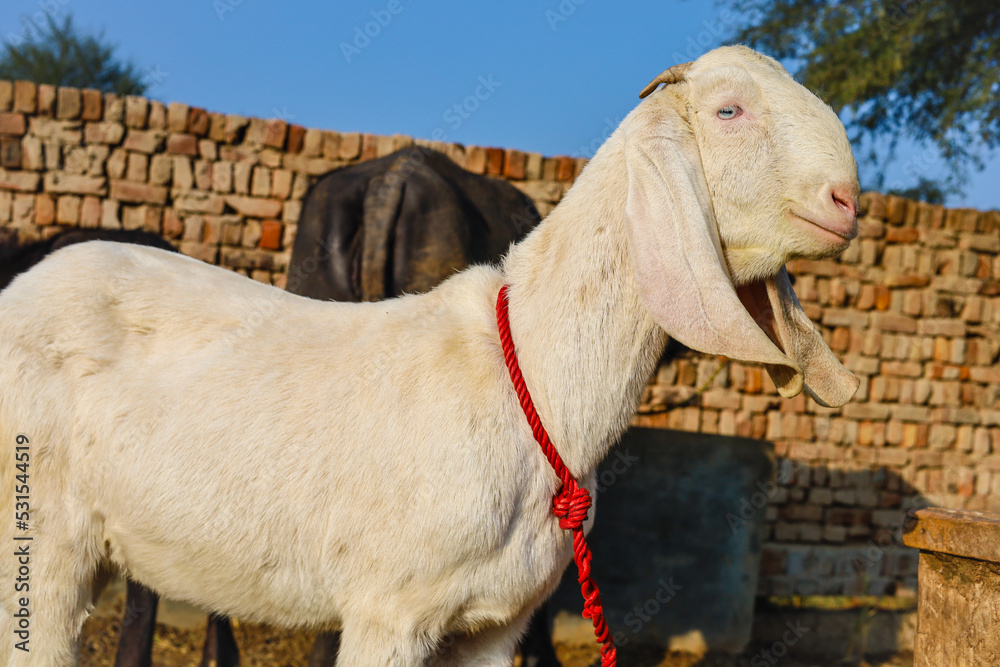 Jamnapari Goat