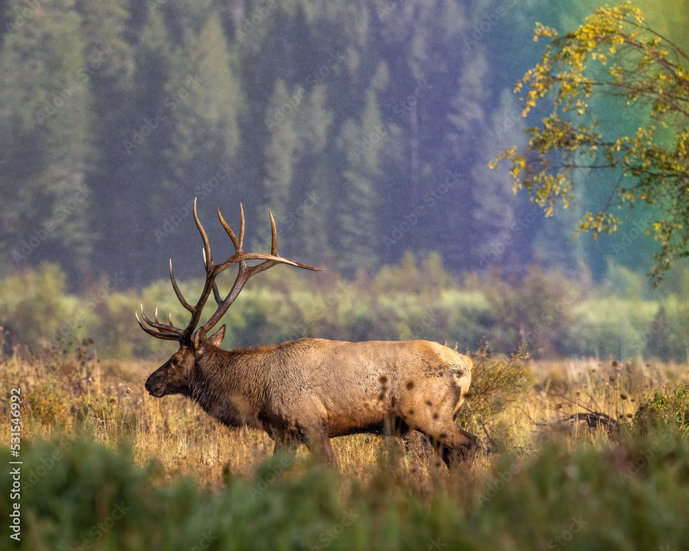 Bull Rocky Mountain elk (cervus canadensis) walking broadside through ...