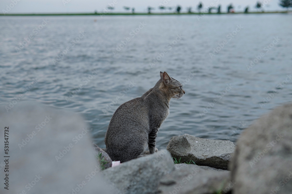 cat on the beach with sad face Stock Photo | Adobe Stock