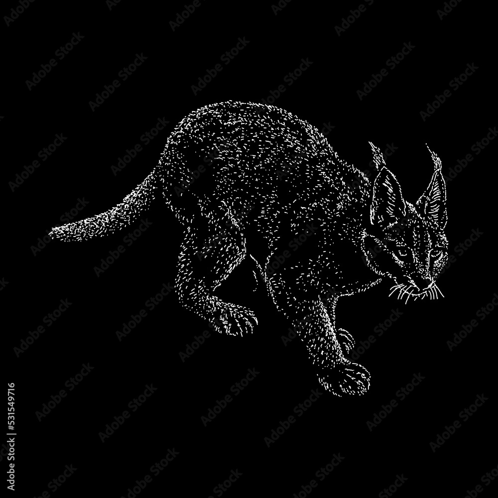 Caracal hand drawing vector illustration isolated on black background ...
