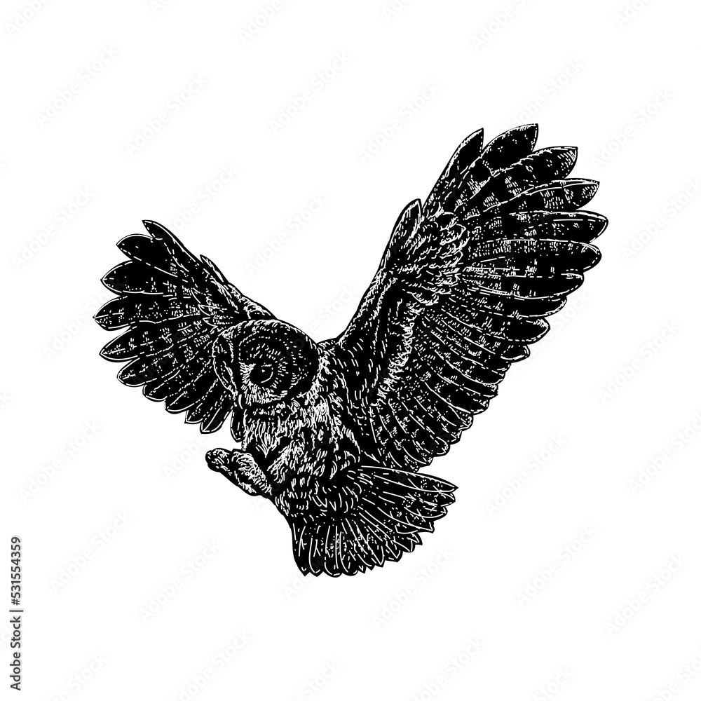Tawny Owl hand drawing vector illustration isolated on background Stock ...