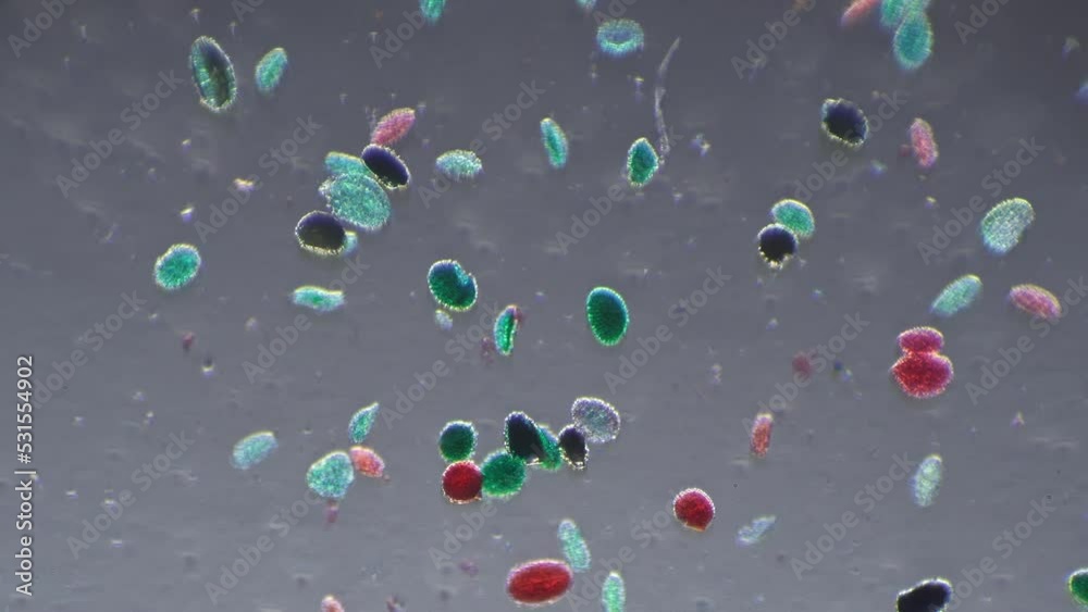 Whole mount pollen germination under 100 times microscope magnification ...