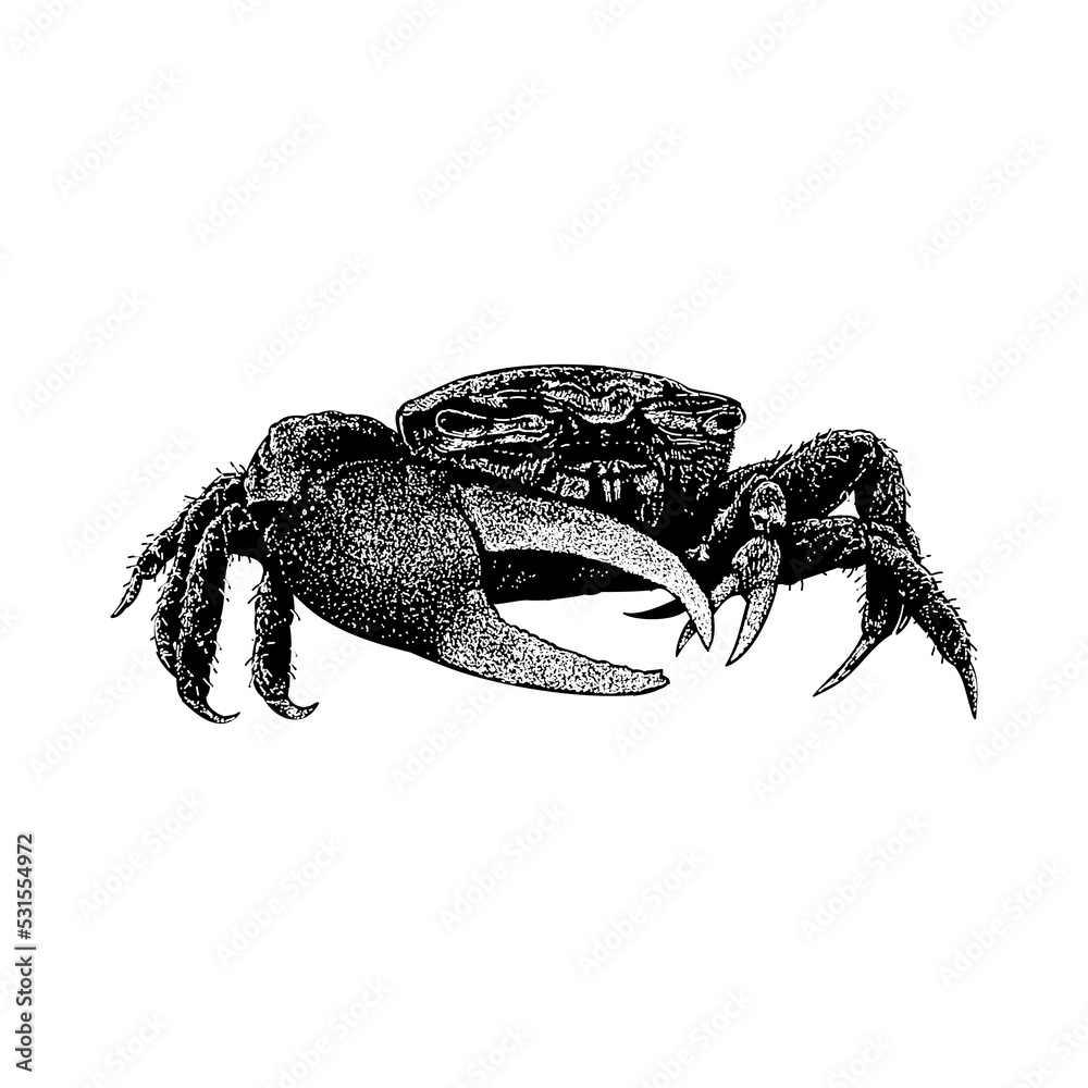 Fiddler Crab hand drawing vector illustration isolated on background ...