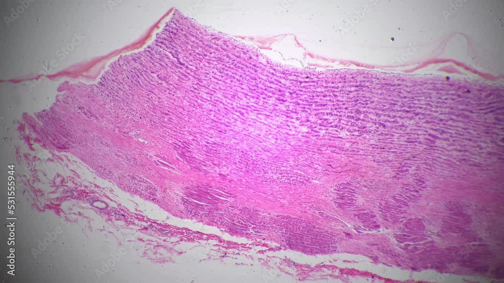 Simple squamous epithelium in section filmed under microscope with 40 ...