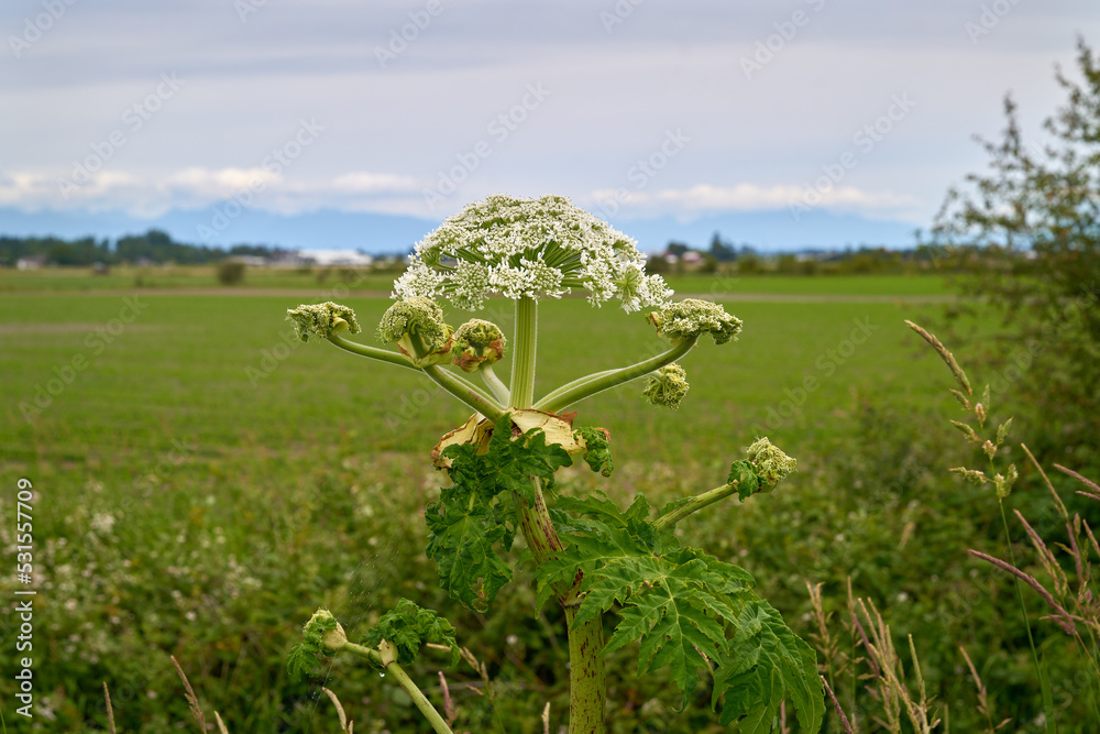 Foto de Invasive Plant Giant Hogweed. The top of a dangerous Giant ...