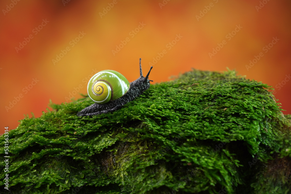 Cuban snail (Polymita picta) world most beautiful land snails from Cuba ...