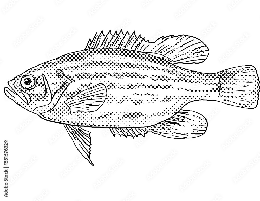 Cartoon style line drawing of a mud sunfish or Acantharchus pomotis a ...