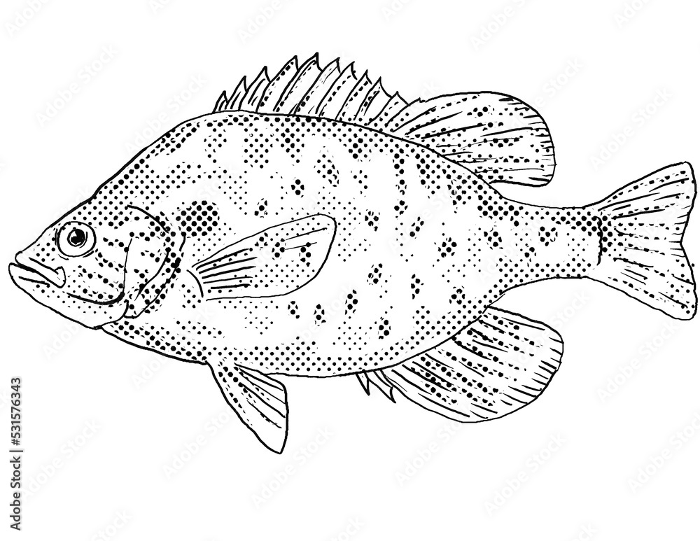Cartoon style line drawing of an orangespotted sunfish or Lepomis ...