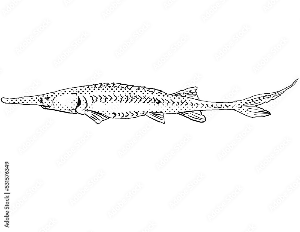 Cartoon style line drawing of a pallid sturgeon or Scaphirhynchus albus ...