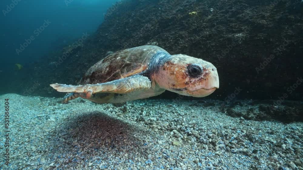 Large Loggerhead Turtle swims alongside camera in Byron Bay, Australia ...