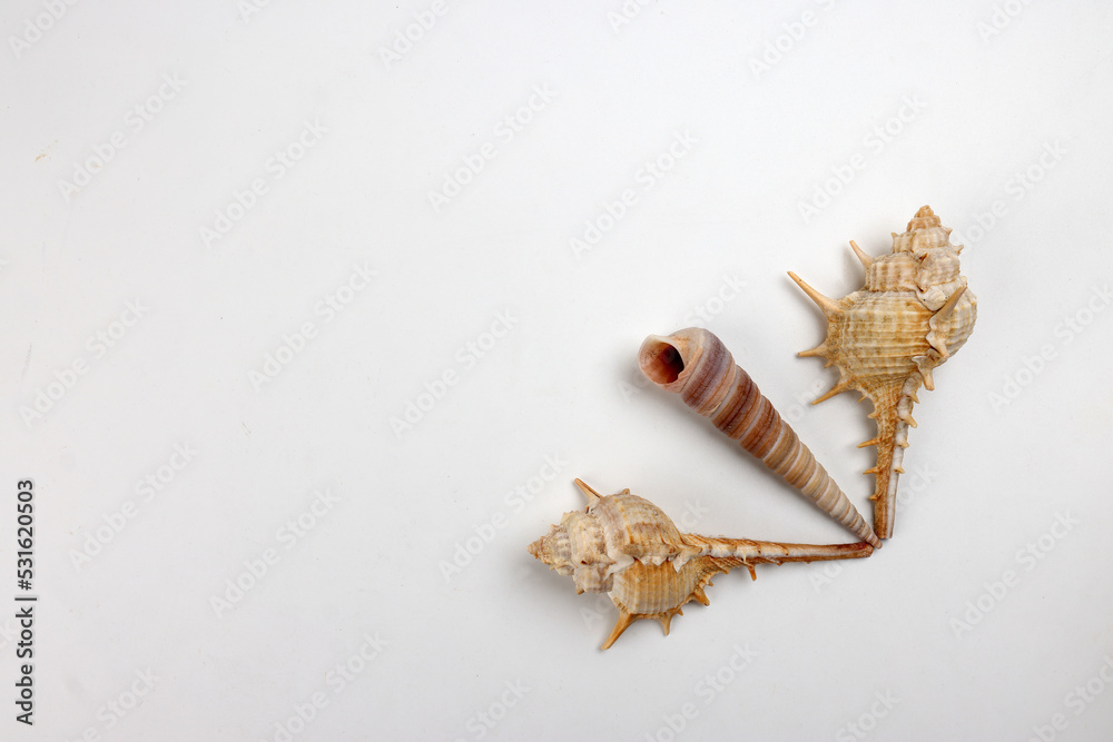 sea shell triton murex conchs bivalves tellins scallops tulip star ...