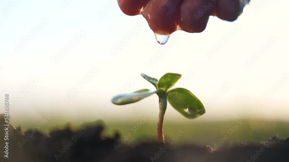 Agriculture. A farmer hand water green sprout. Green seedling in soil ...
