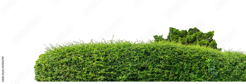 Shrubs isolated on transparent background with clipping path and alpha ...