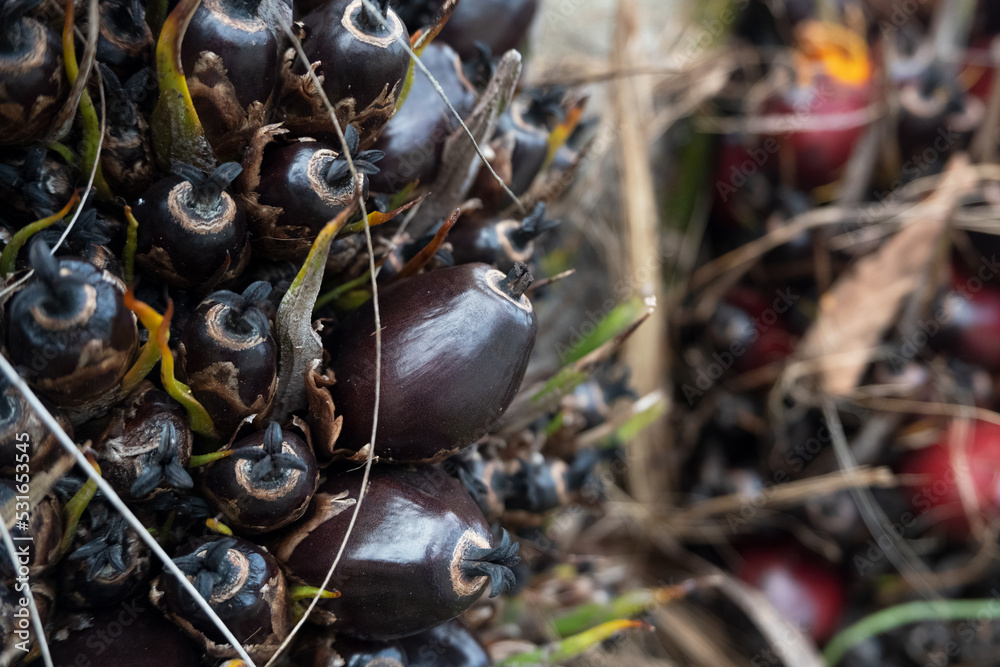 Foto de Damaged and rotten palm fruit causes farmers to fail to harvest ...