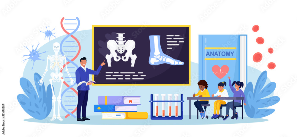 Anatomy school subject. Pupils studying human skeleton, bones. Teacher ...