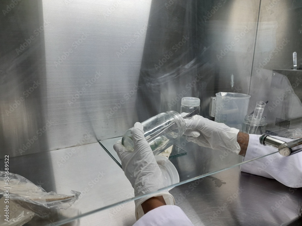 Plant tissue culture image, transfer explant to growth media under ...