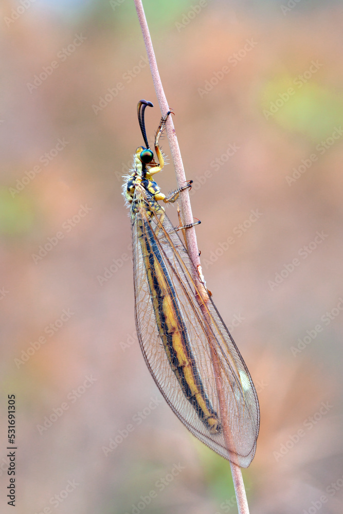 Neuroptera Lacewings