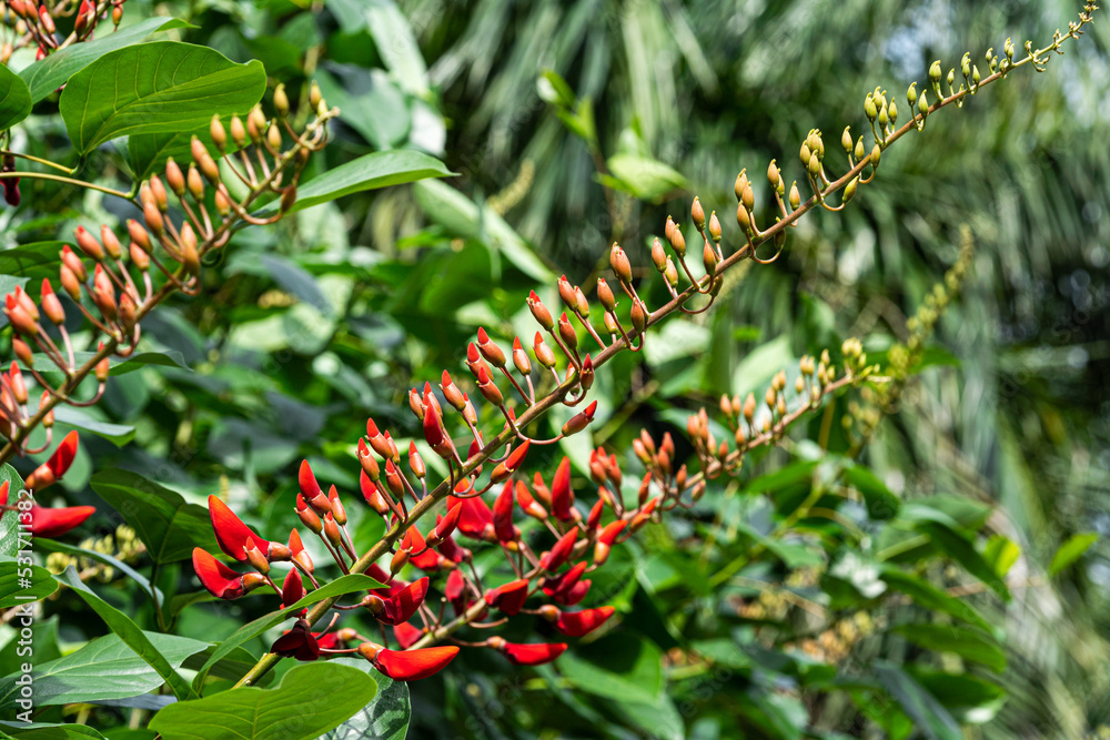 Dadap merah or Erythrina crista galli serves as a shade plant ...