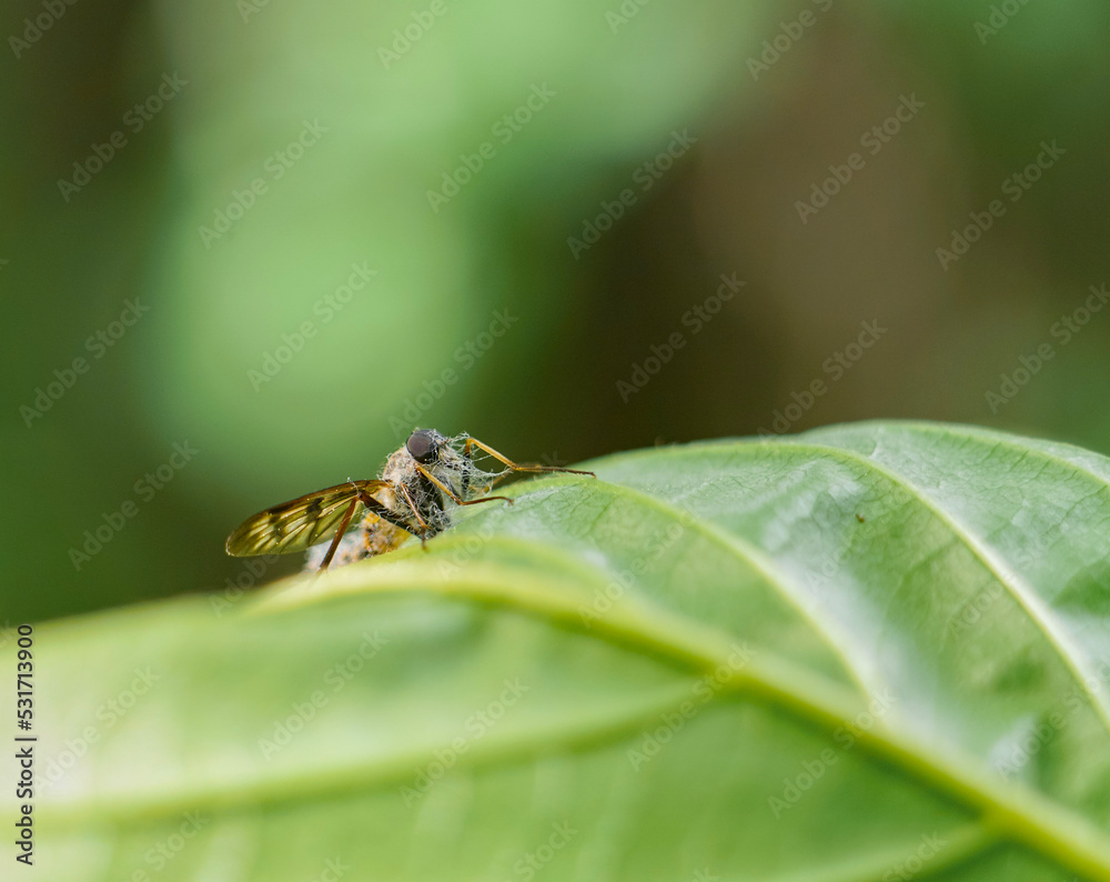 Flower Fly in Stages of Death, caught in Spider's Web Stock Photo ...