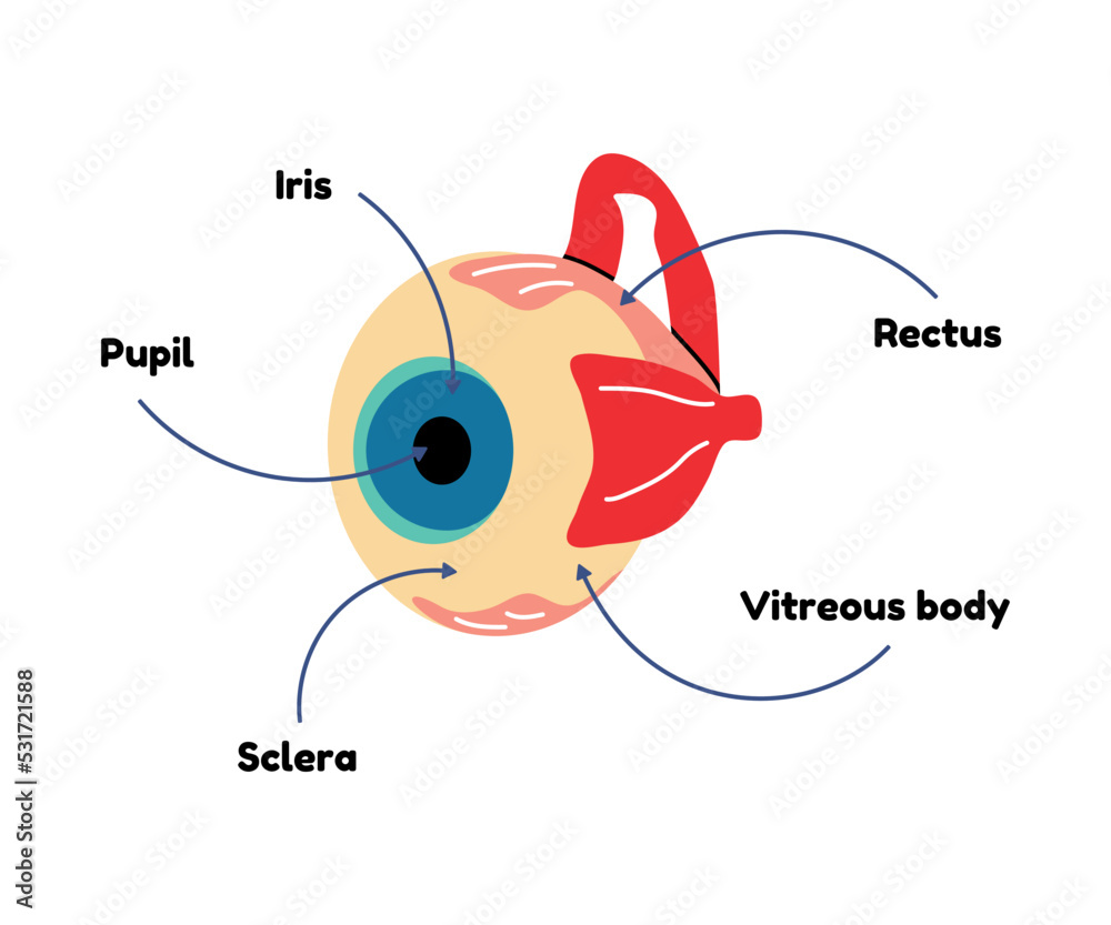Anatomical diagram of human eye, flat line vector style. Organ scheme ...