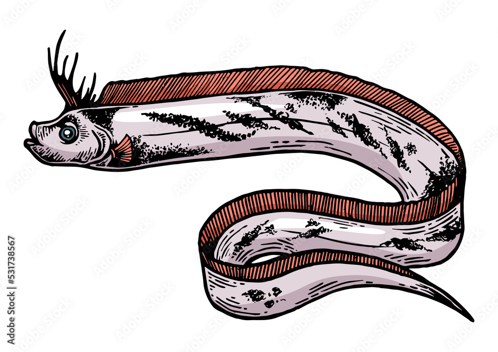 Giant oarfish color sketch engraving PNG illustration with transparent ...